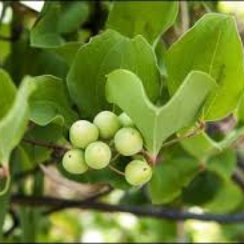 Premium Smilax china Extract Supplier | Unlock the Power of Natural Health